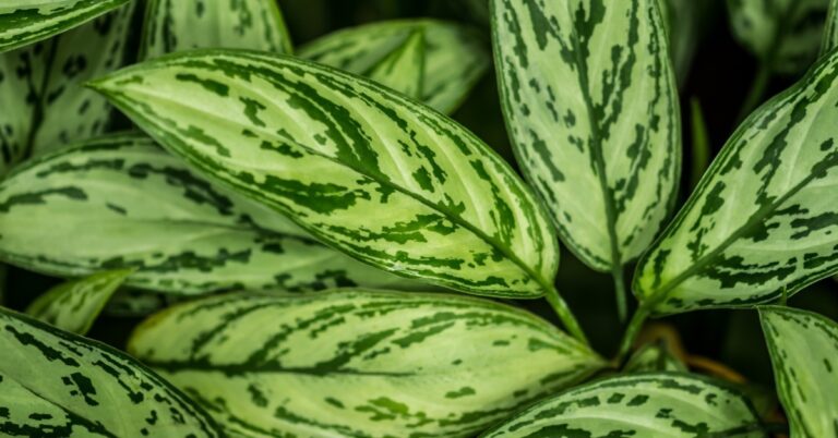 20 nenáročných pokojových rostlin, které přežijí vše | Hobbio.cz