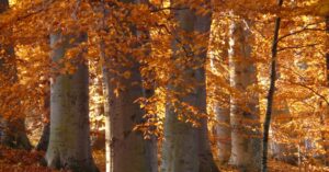 Nejrozšířenější listnaté stromy v ČR | Hobbio.cz