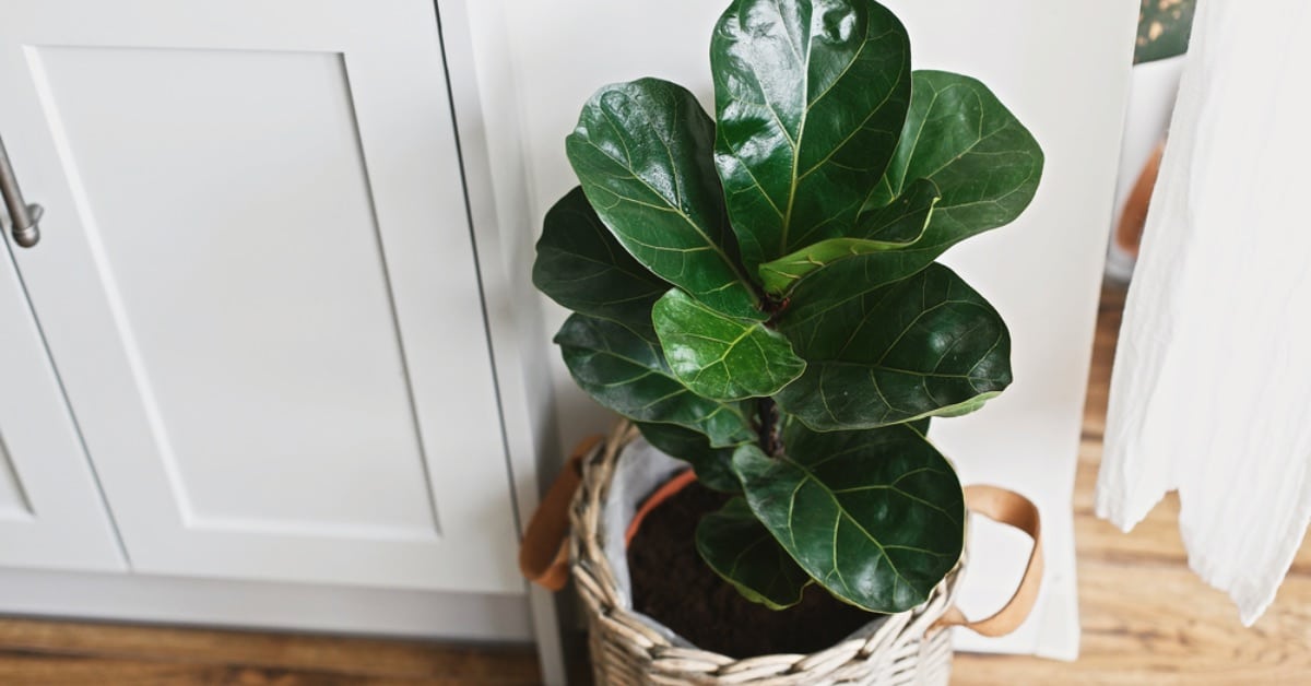 11 nejpěstovanějších druhů fíkusů, jež můžete mít doma | Hobbio.cz