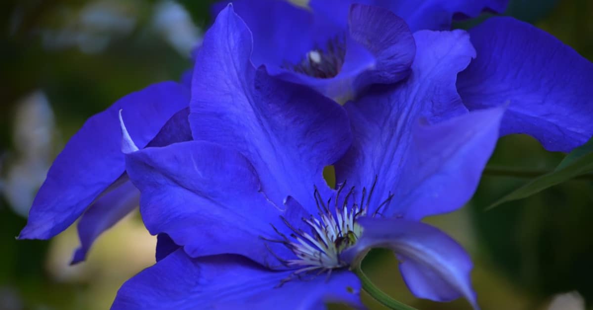 15 nejhezčích modrých květin: význam a tipy na pěstování | Hobbio.cz