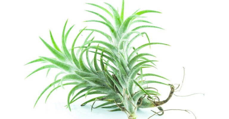 20 nenáročných pokojových rostlin, které přežijí vše | Hobbio.cz