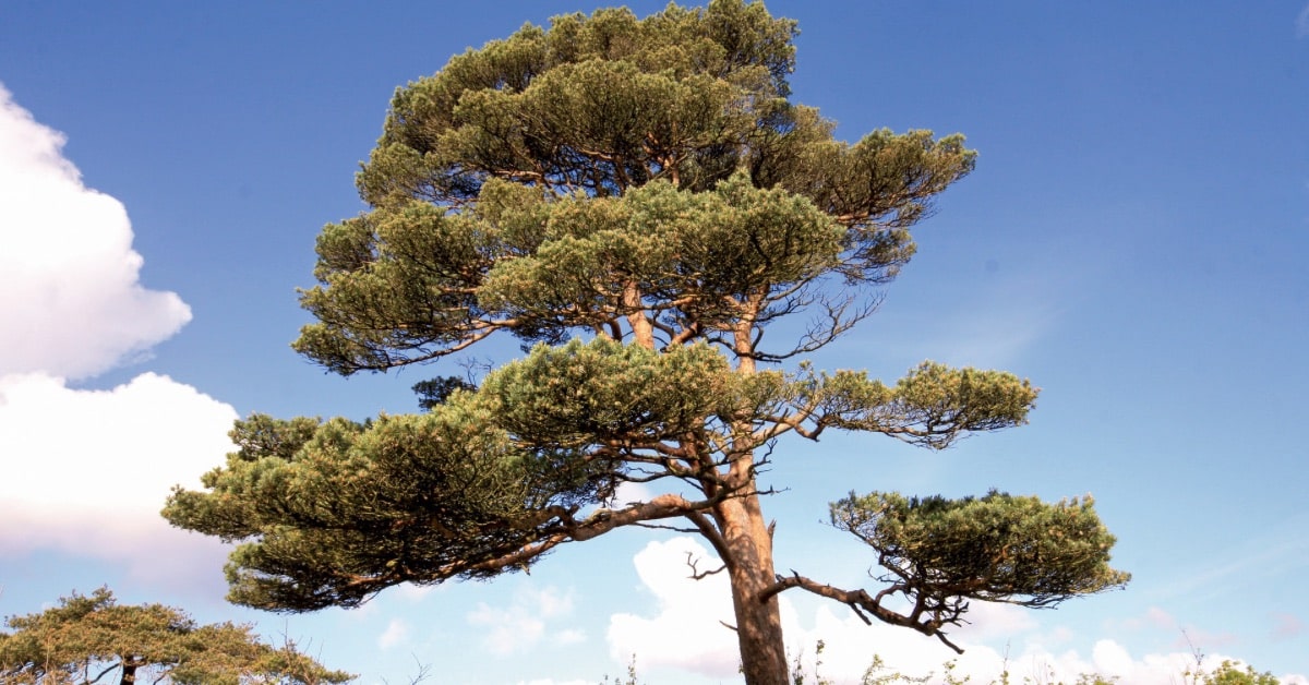 Nejrozšířenější jehličnaté stromy v ČR | Hobbio.cz