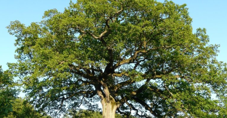 Nejrozšířenější listnaté stromy v ČR | Hobbio.cz