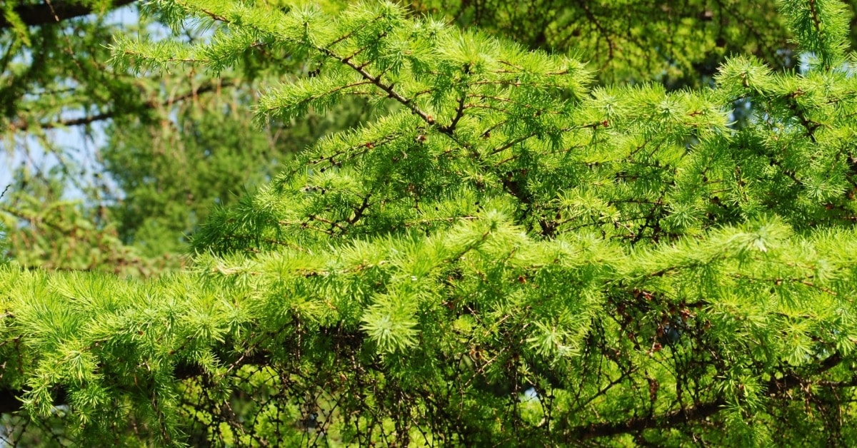 Nejrozšířenější jehličnaté stromy v ČR | Hobbio.cz