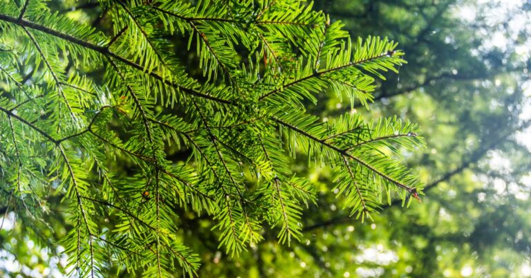 Nejrozšířenější jehličnaté stromy v ČR | Hobbio.cz