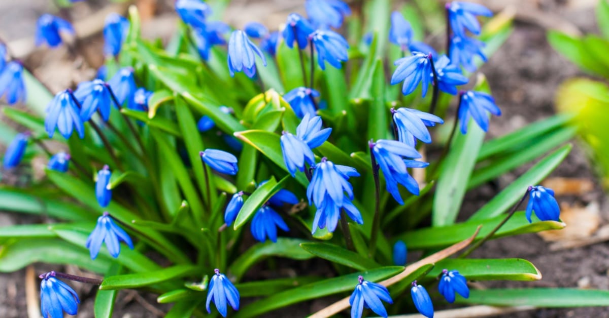 15 nejhezčích modrých květin: význam a tipy na pěstování | Hobbio.cz