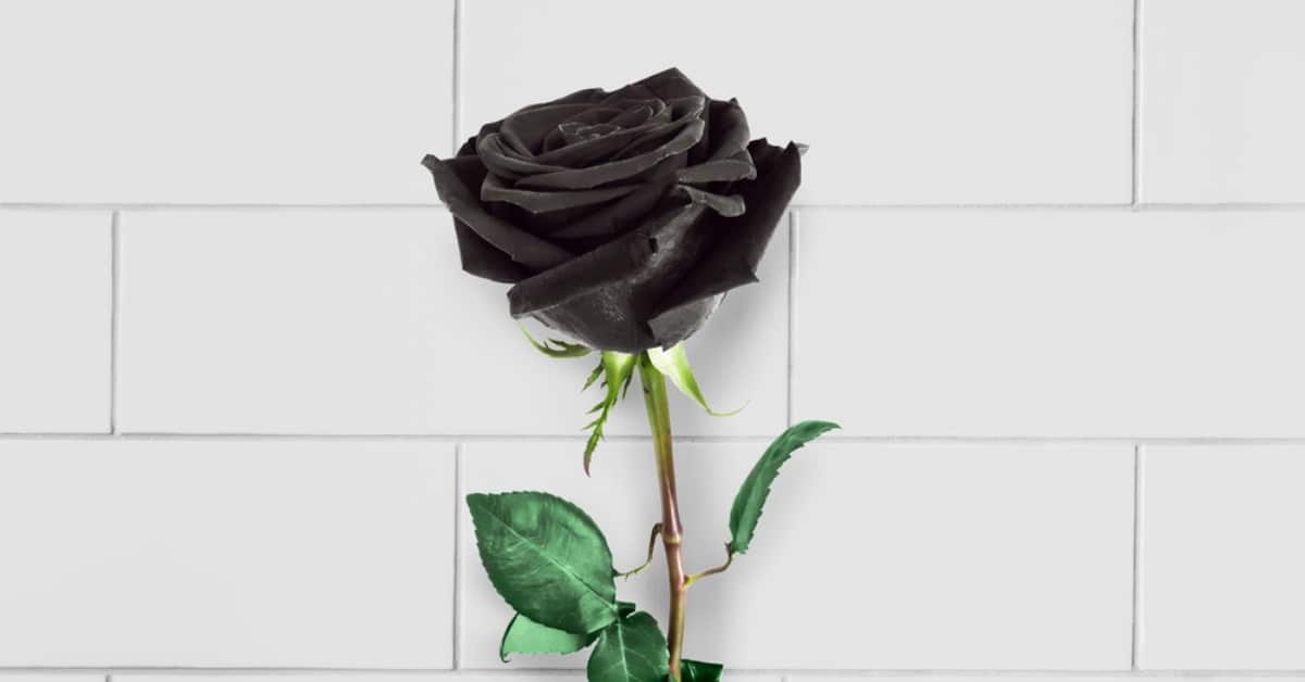 10 nejhezčích barev růží a jejich význam: co říkají beze slov? | Hobbio.cz