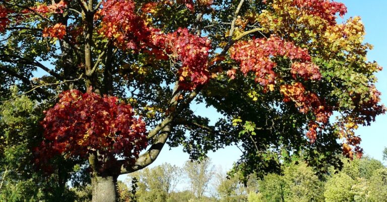 Nejrozšířenější listnaté stromy v ČR | Hobbio.cz