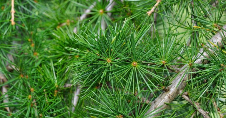 Nejrozšířenější jehličnaté stromy v ČR | Hobbio.cz