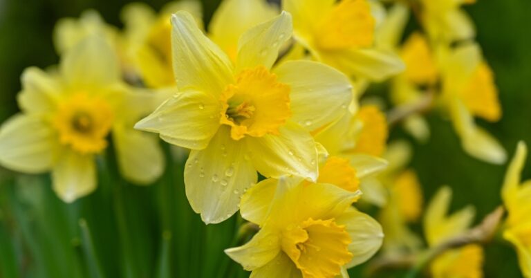 15 nejhezčích žlutých květin: význam a tipy na pěstování | Hobbio.cz