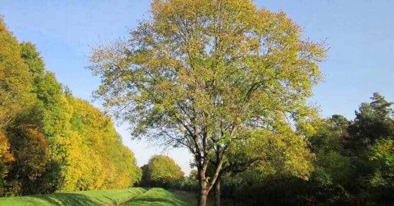 Nejrozšířenější listnaté stromy v ČR | Hobbio.cz