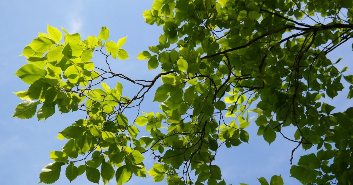 Nejrozšířenější listnaté stromy v ČR | Hobbio.cz