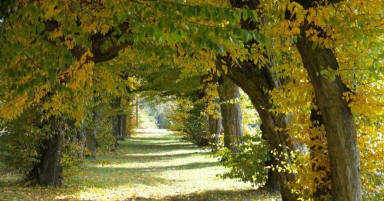 Nejrozšířenější listnaté stromy v ČR | Hobbio.cz