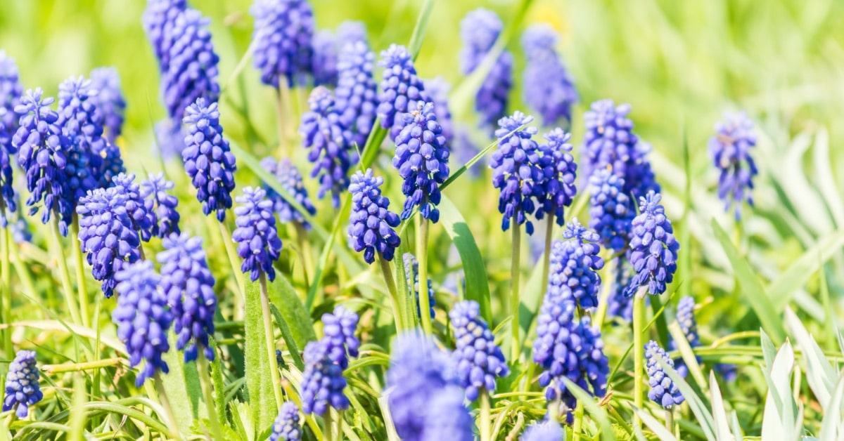 15 nejhezčích modrých květin: význam a tipy na pěstování | Hobbio.cz