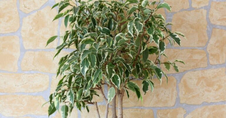 11 nejpěstovanějších druhů fíkusů, jež můžete mít doma | Hobbio.cz