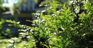 Nejrozšířenější jehličnaté stromy v ČR | Hobbio.cz