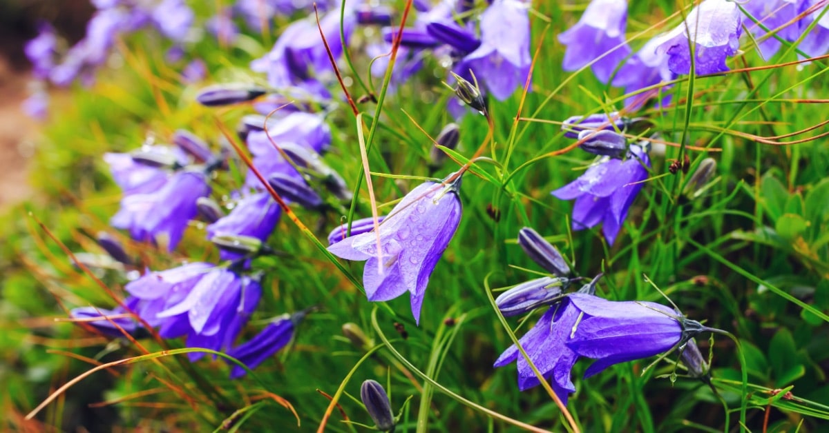 15 nejhezčích modrých květin: význam a tipy na pěstování | Hobbio.cz
