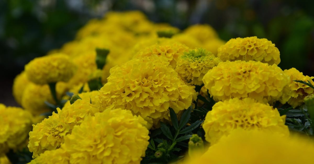 15 nejhezčích žlutých květin: význam a tipy na pěstování | Hobbio.cz