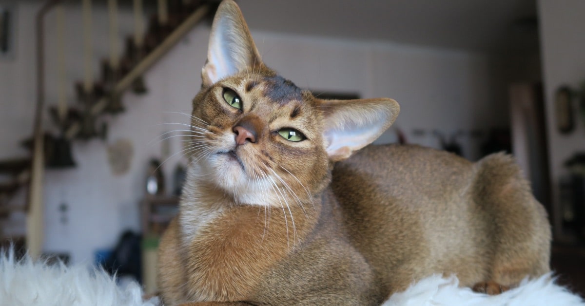 10 absolutně nejkrásnějších plemen koček: kočičí roztomilouš | Hobbio.cz