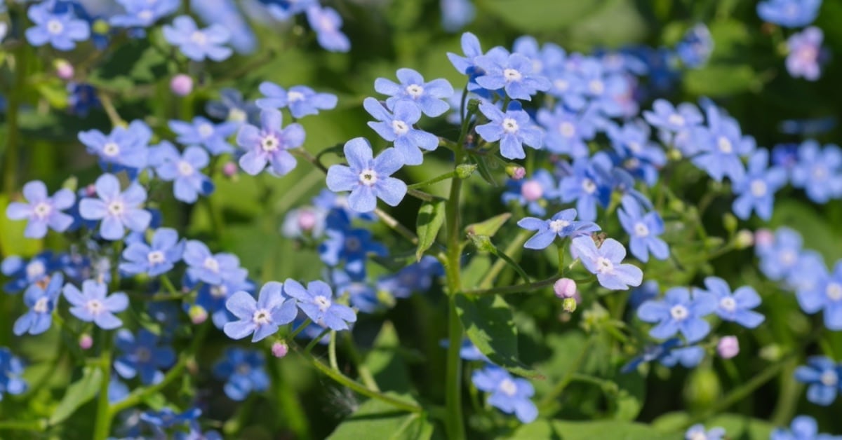 15 nejhezčích modrých květin: význam a tipy na pěstování | Hobbio.cz