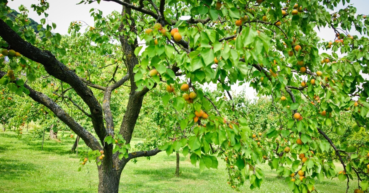 15 nejoblíbenějších sloupovitých ovocných stromů | Hobbio.cz
