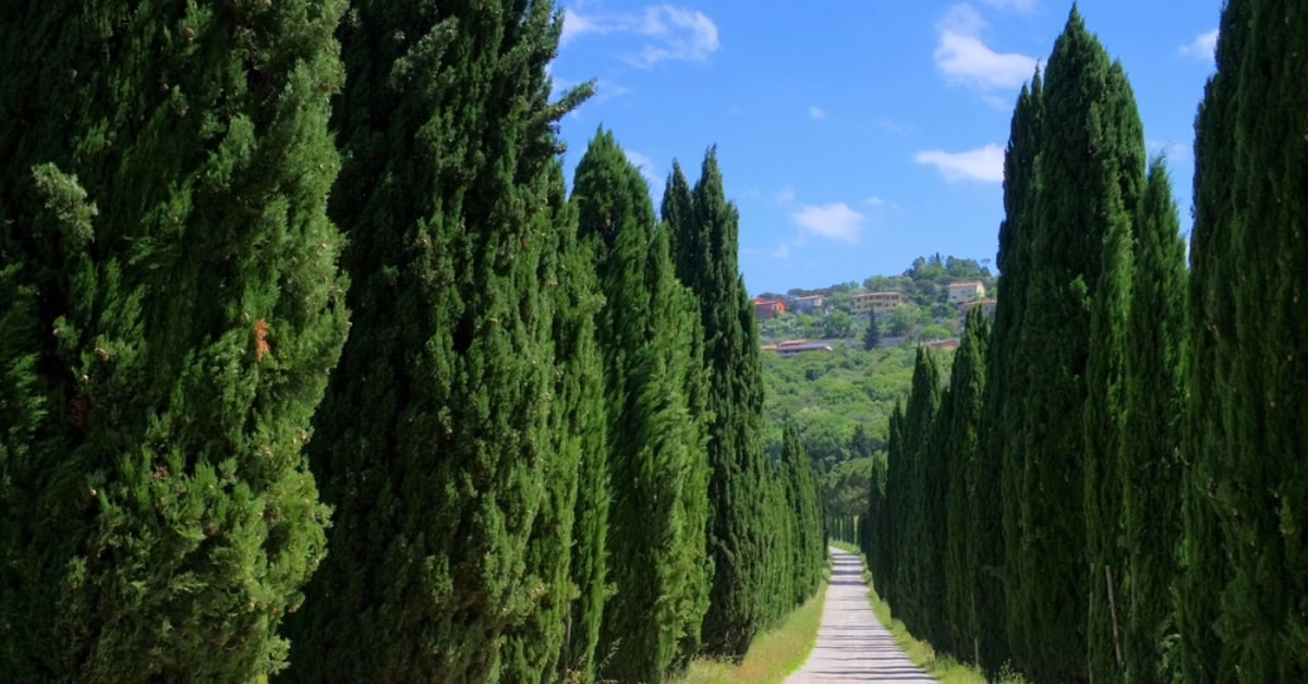 Nejrozšířenější jehličnaté stromy v ČR | Hobbio.cz