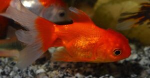 20 nejoblíbenějších akvarijních ryb - TOP rybičky do akvária | Hobbio.cz