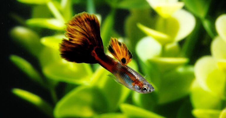 20 nejoblíbenějších akvarijních ryb - TOP rybičky do akvária | Hobbio.cz