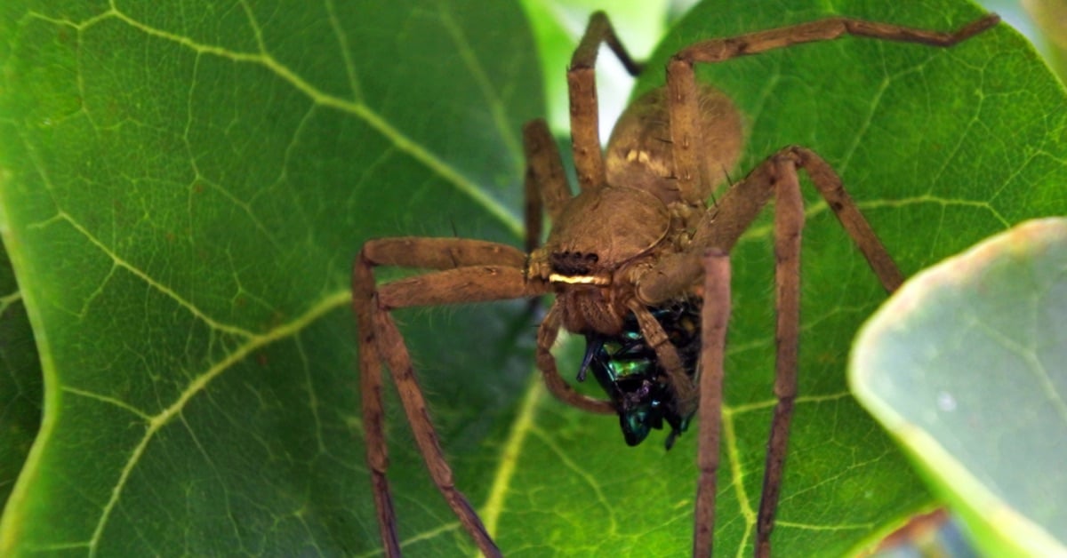 TOP 20: Největší pavouci v ČR a ve světě | Hobbio.cz