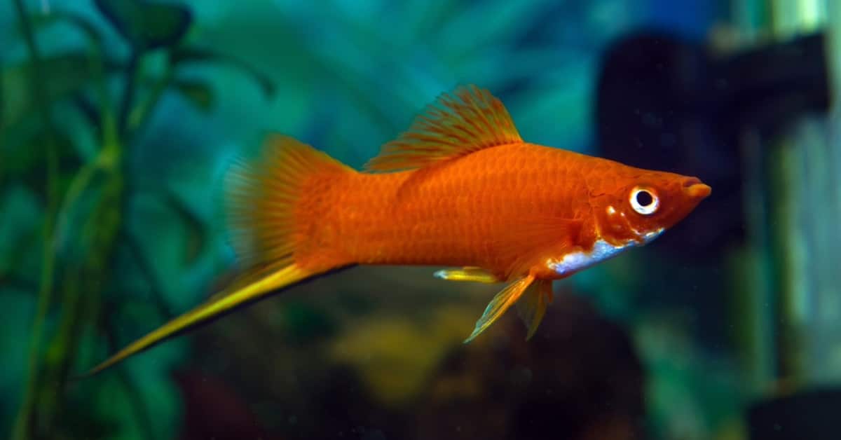 20 nejoblíbenějších akvarijních ryb - TOP rybičky do akvária | Hobbio.cz