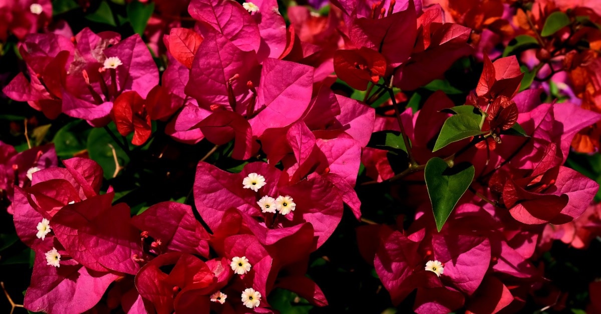 15 nejhezčích tropických rostin, jež si vypěstujete doma | Hobbio.cz