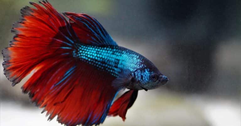 20 nejoblíbenějších akvarijních ryb - TOP rybičky do akvária | Hobbio.cz