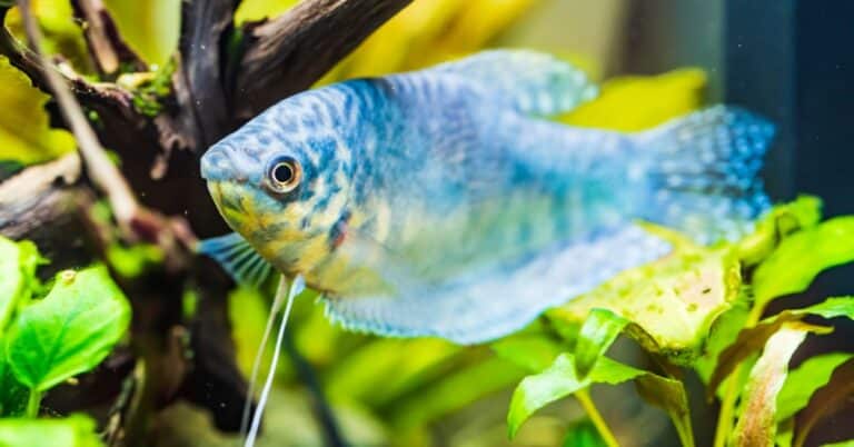 20 nejoblíbenějších akvarijních ryb - TOP rybičky do akvária | Hobbio.cz