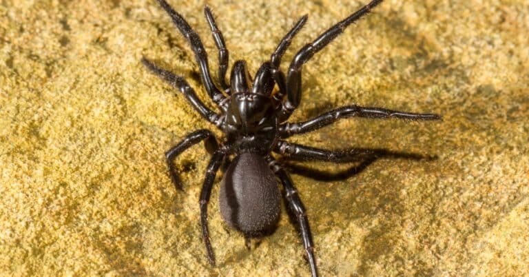 TOP 20: Největší pavouci v ČR a ve světě | Hobbio.cz