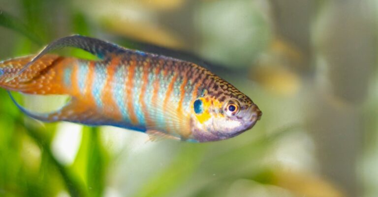 20 nejoblíbenějších akvarijních ryb - TOP rybičky do akvária | Hobbio.cz