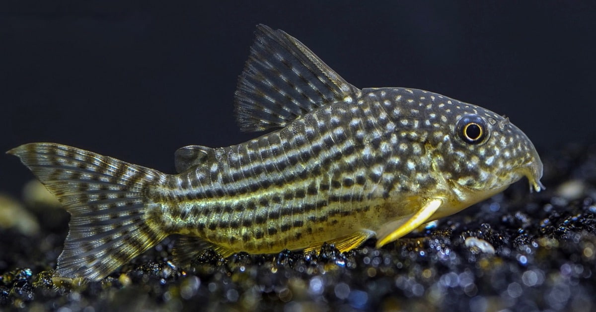 20 nejoblíbenějších akvarijních ryb - TOP rybičky do akvária | Hobbio.cz