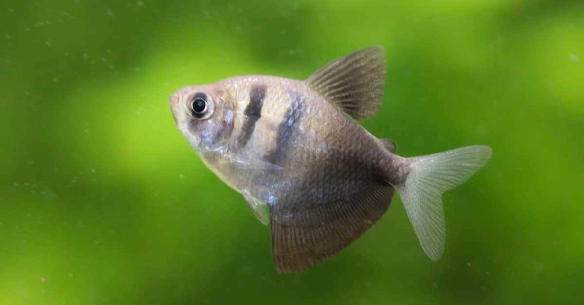 20 nejoblíbenějších akvarijních ryb - TOP rybičky do akvária | Hobbio.cz