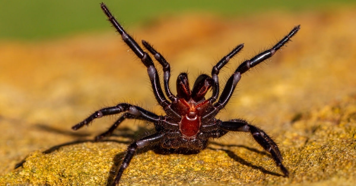 TOP 20: Největší pavouci v ČR a ve světě | Hobbio.cz