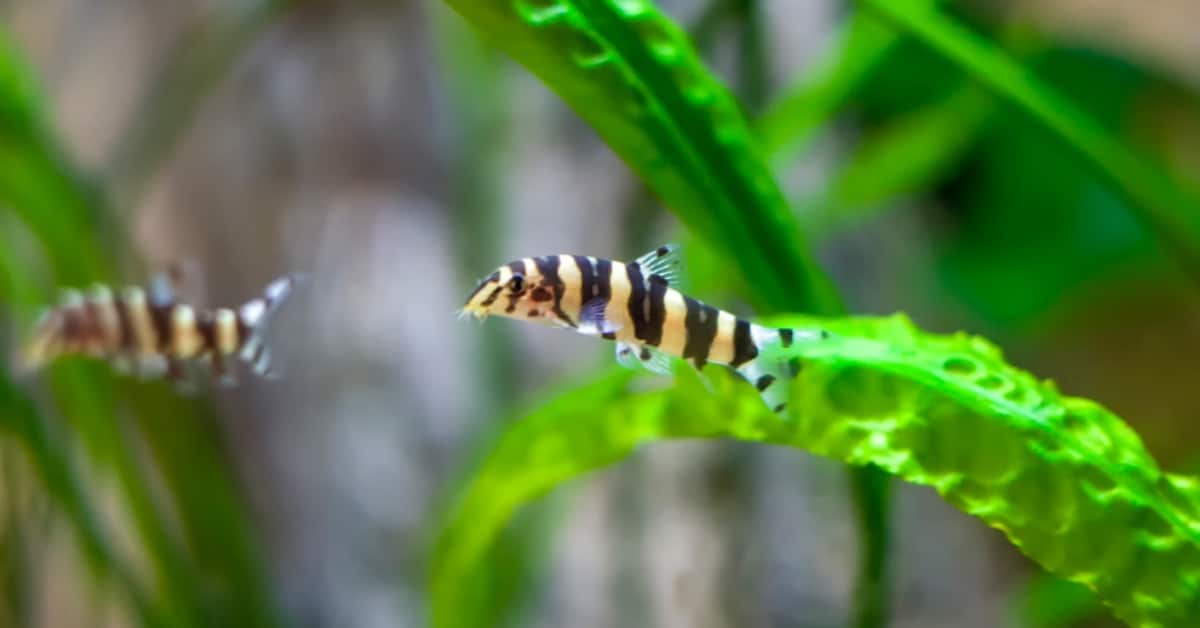 20 nejoblíbenějších akvarijních ryb - TOP rybičky do akvária | Hobbio.cz