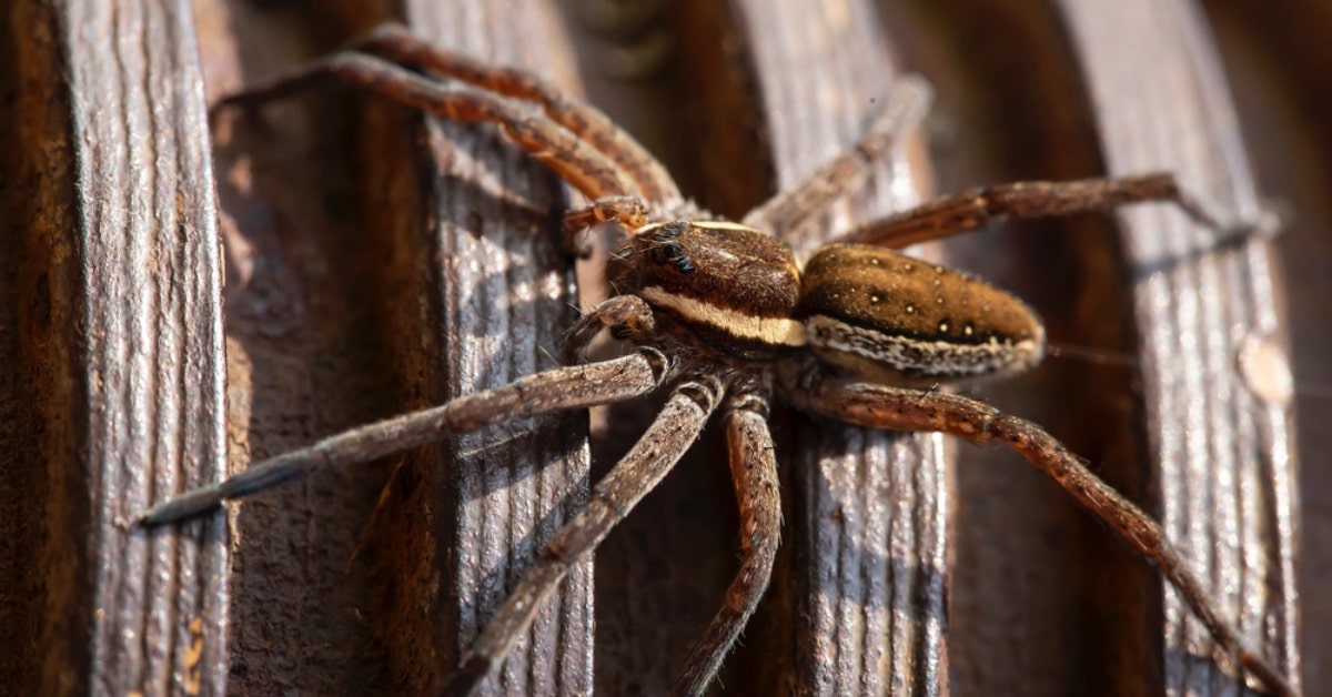 TOP 20: Největší pavouci v ČR a ve světě | Hobbio.cz