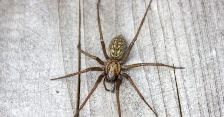 TOP 20: Největší pavouci v ČR a ve světě | Hobbio.cz