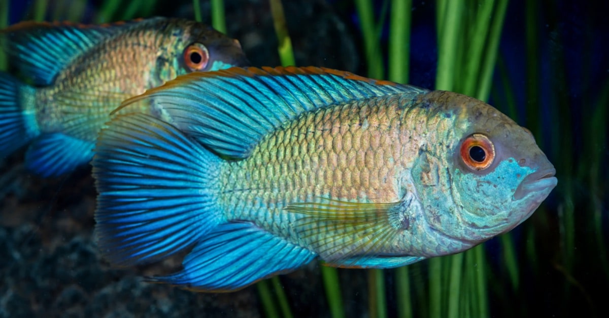 20 nejoblíbenějších akvarijních ryb - TOP rybičky do akvária | Hobbio.cz