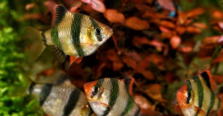 20 nejoblíbenějších akvarijních ryb - TOP rybičky do akvária | Hobbio.cz