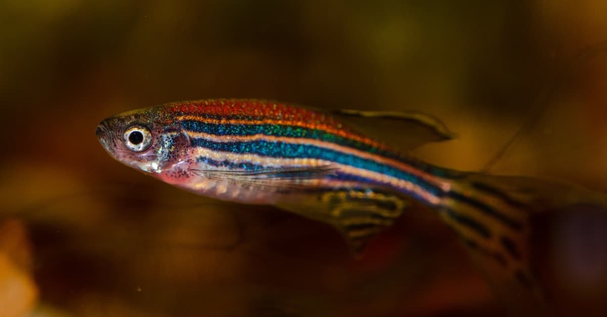 20 nejoblíbenějších akvarijních ryb - TOP rybičky do akvária | Hobbio.cz