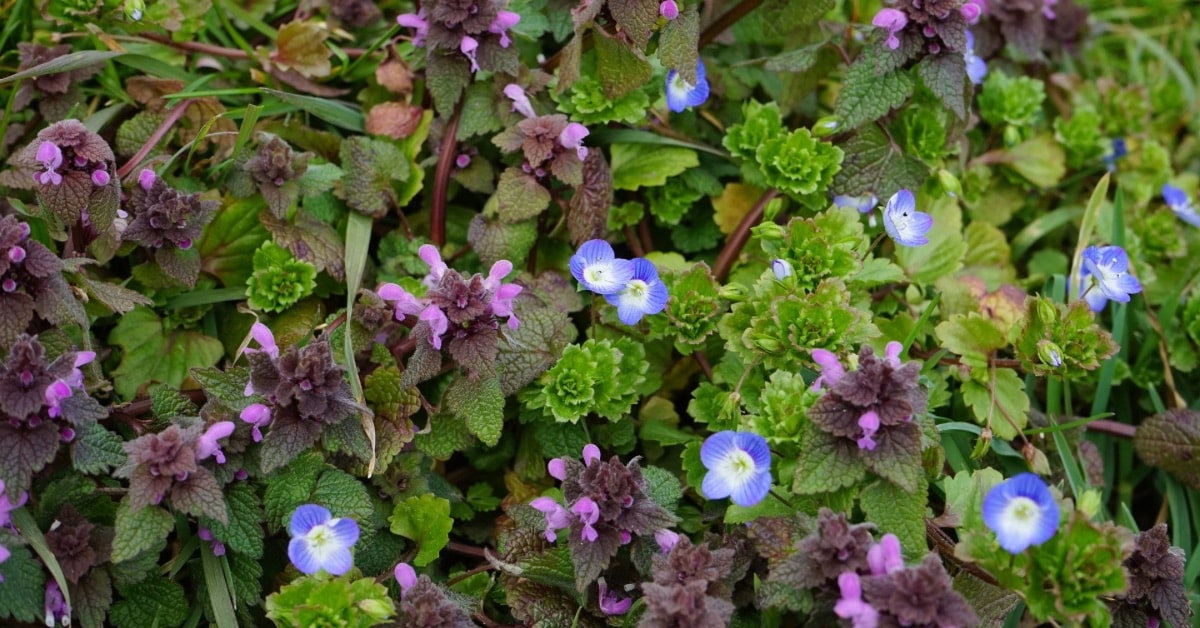 10 nenáročných kobercových rostlin na zahradu: nádhera! | Hobbio.cz