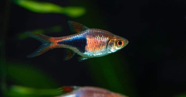 20 nejoblíbenějších akvarijních ryb - TOP rybičky do akvária | Hobbio.cz