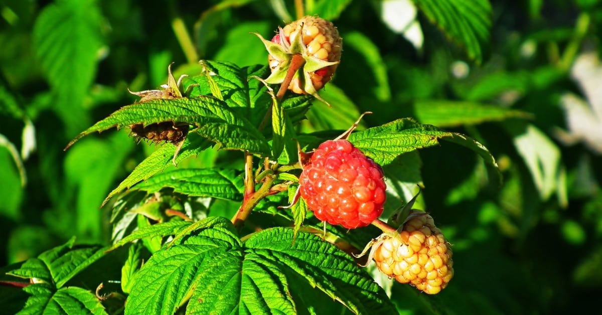 10 tipů, jak stříhat maliny: proč a kdy řez maliníku řešit? | Hobbio.cz