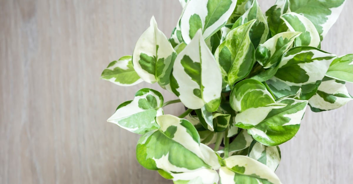 10 nejznámějších pokojových popínavých rostlin: druhy liján | Hobbio.cz