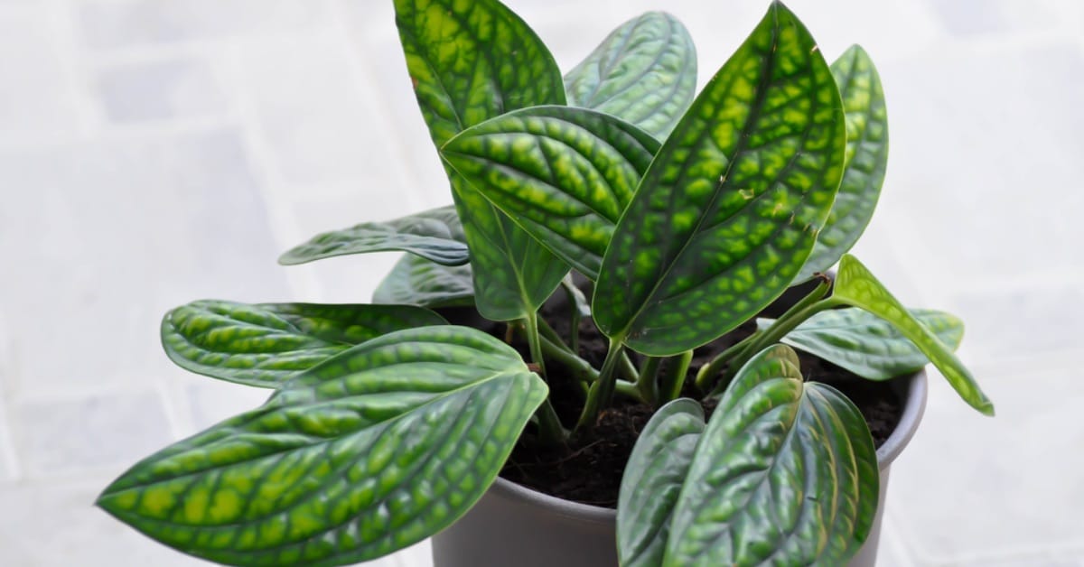 10 nejznámějších druhů monstery: tipy na pěstování | Hobbio.cz