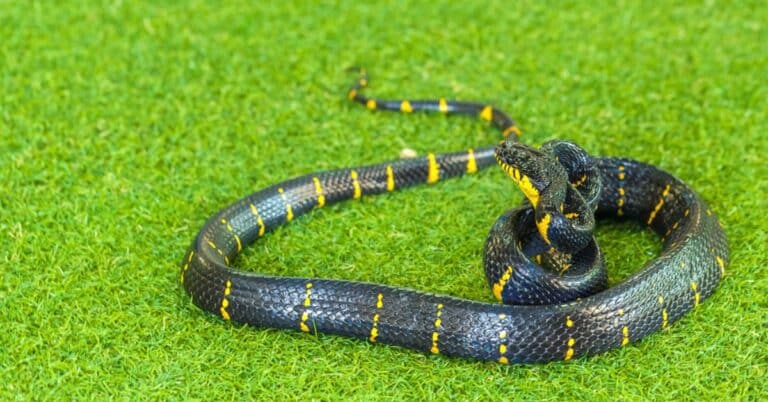 TOP 20: Nejjedovatější hadi v ČR a ve světě | Hobbio.cz